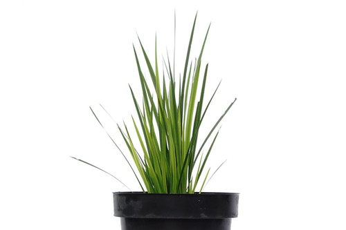 Lirio Persa Blanco | Acasia