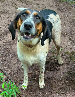 All 4 Paws Rescue, Animal Rescue, Malvern, PA