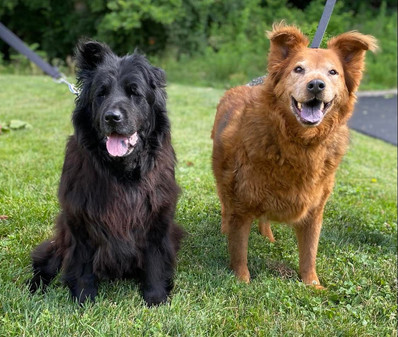 All 4 Paws Rescue, Animal Rescue, Malvern, PA