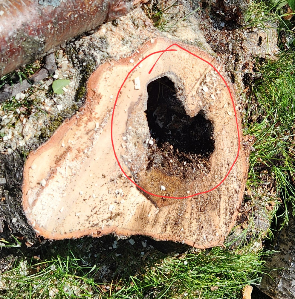 Decay Can Cause Hazardous Defects in Trees