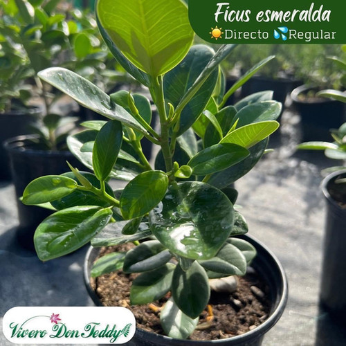 Ficus Esmeralda | Vivero Don Teddy