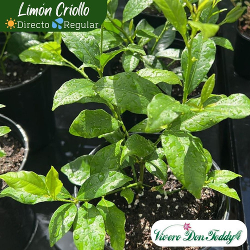 Limon Criollo (1 Gal) | Vivero Don Teddy