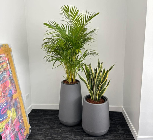 DUO-Indoor Plant with polymer planter | potandplantbangkok