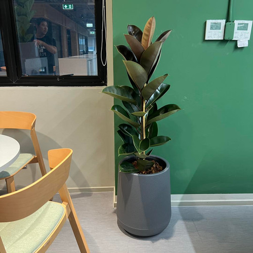 Rubber plant with polymer planter | potandplantbangkok