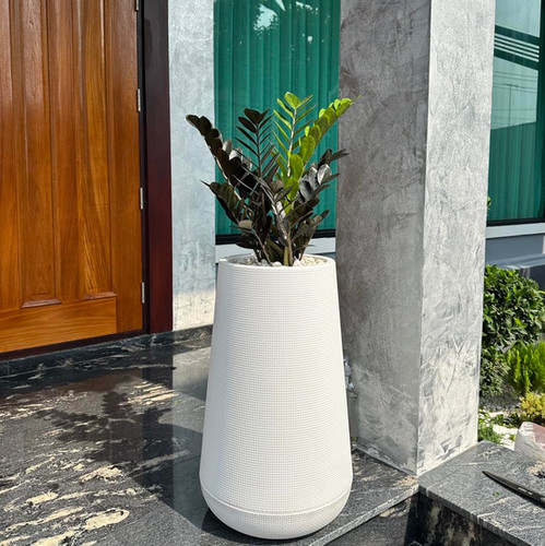 Black ZZ Plant with polymer planter | potandplantbangkok