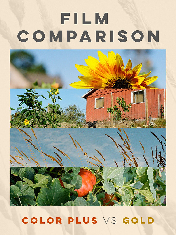 Film Comparison: Kodak Gold v.s. Kodak Color plus