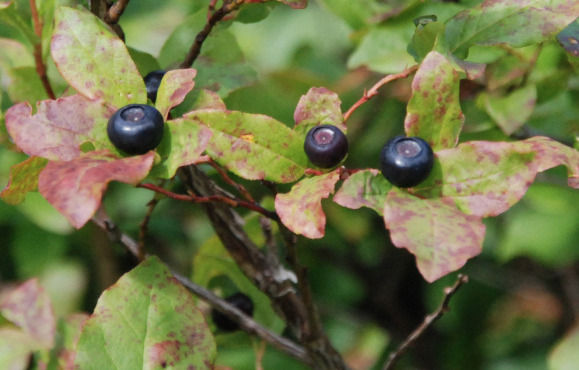 How to pick huckleberries in the Pacific Northwest