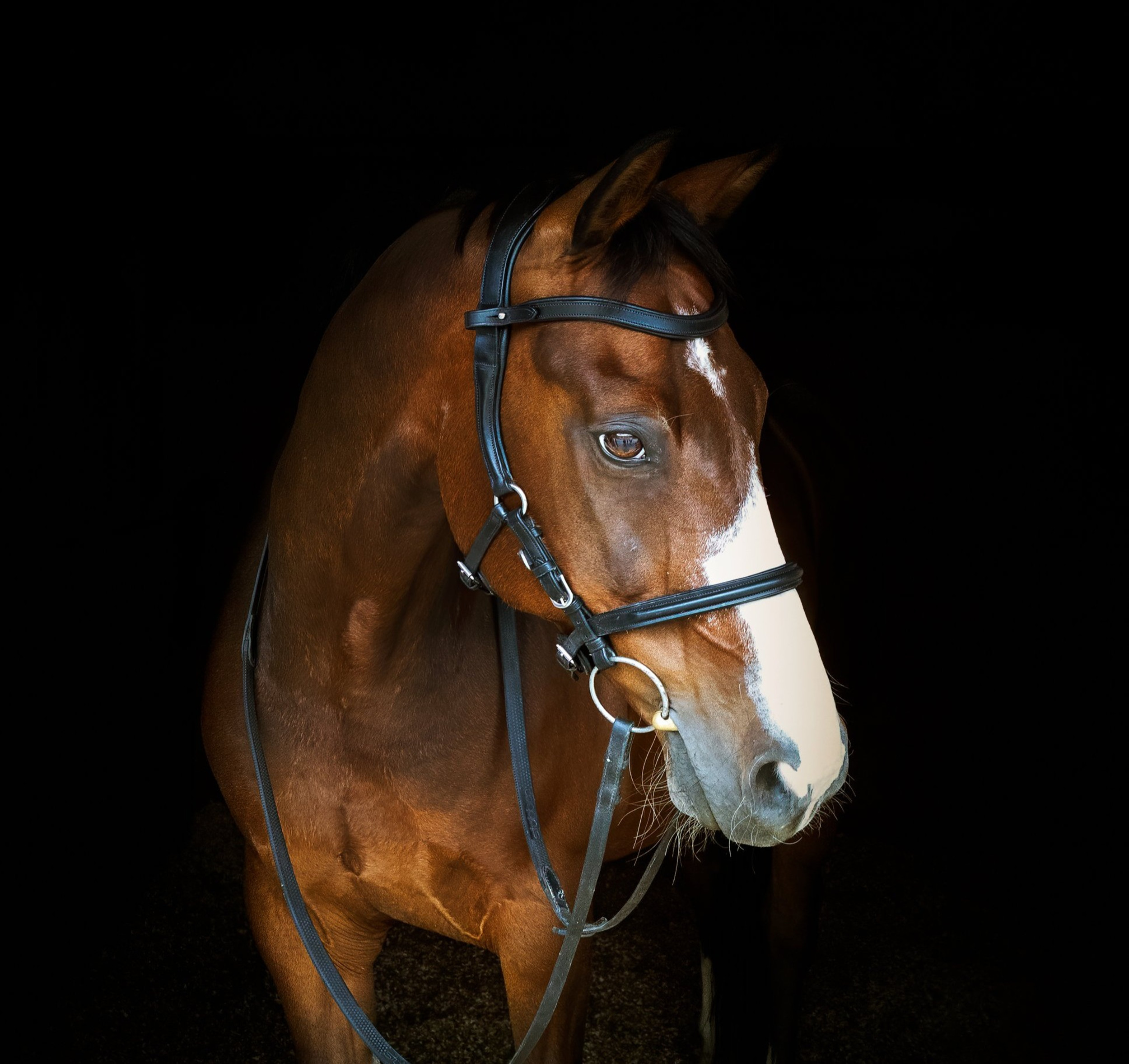 WHY HAVE YOUR BIT FITTED? | Bits & Behaviour