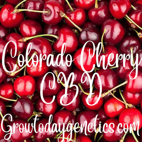 Colorado Cherry cbd 10 pack | GrowTodayGenetics