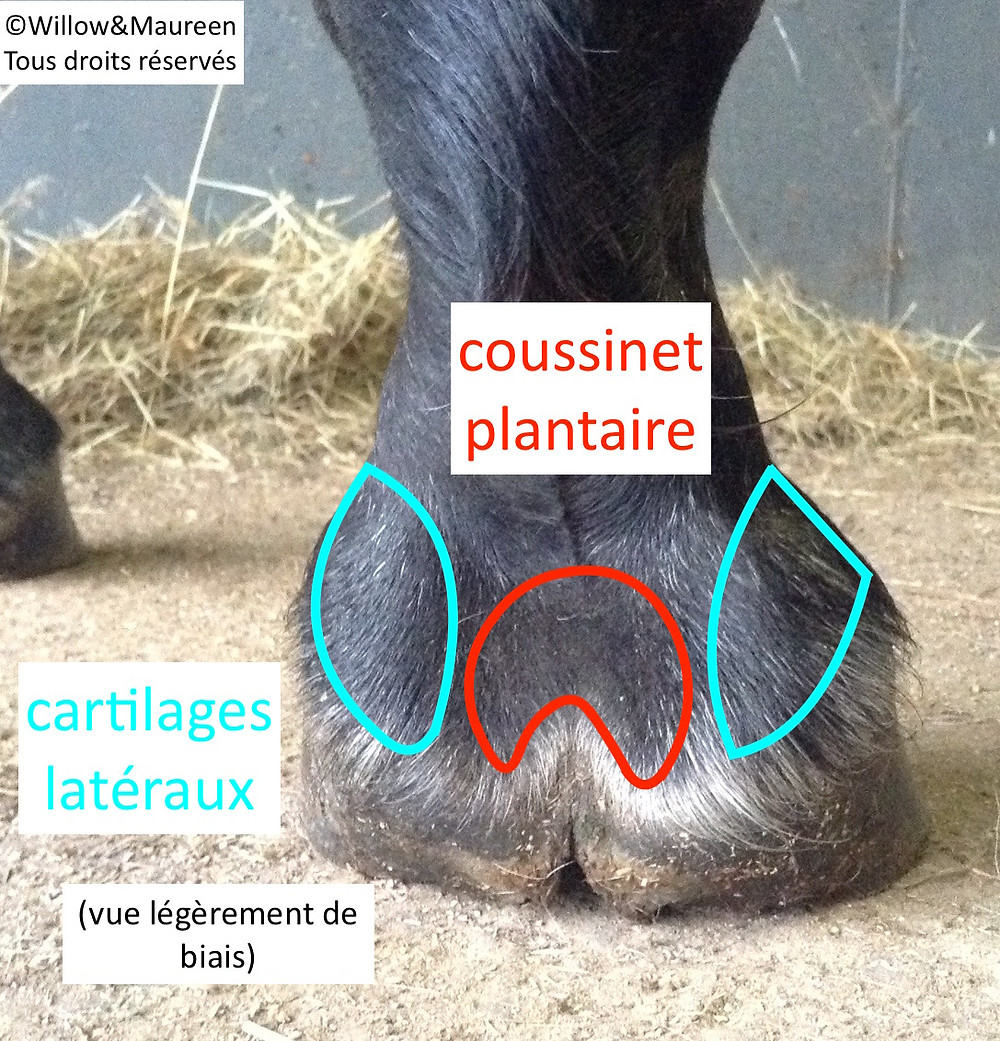 Structures du pied et leurs rôles - biomécanique simplifée