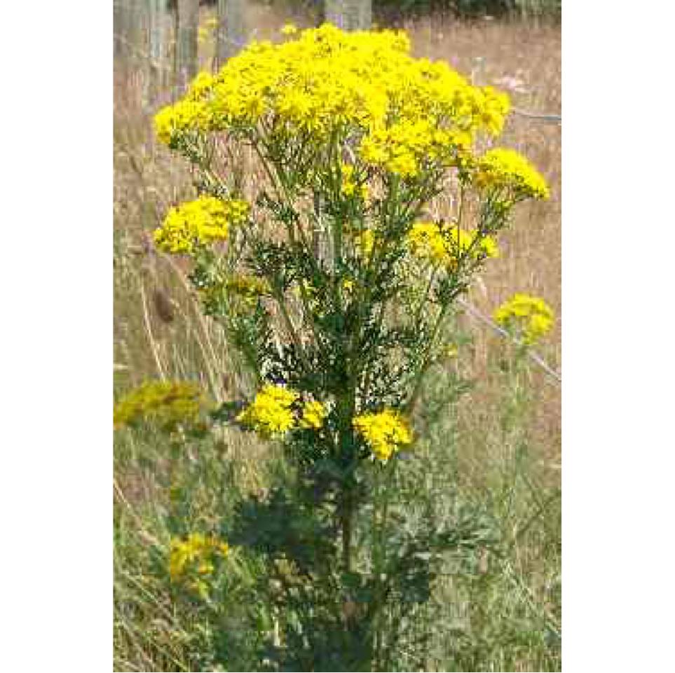 Les plantes toxiques