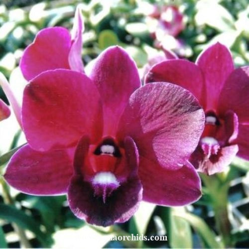 Buy Dendrobium Cleopetra Red MS Orchid Online | Orchid Plants for Sale ...