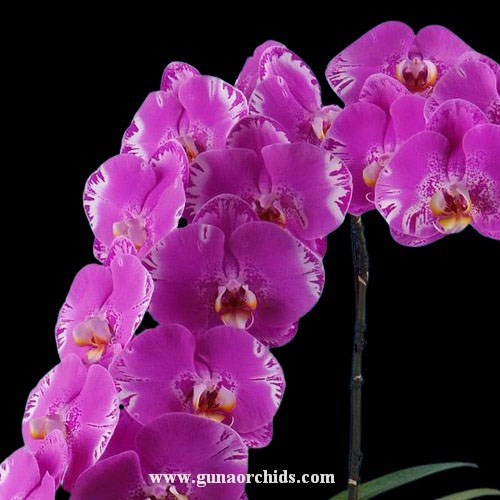 Buy Phalaenopsis OX King x Fuller's Purple Queen BS Orchid Online ...