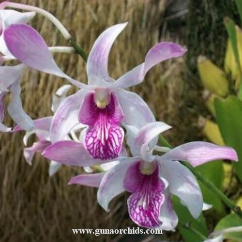 Buy Dendrobium Caesar Warawan MS Orchid Online | Orchid Plants for Sale ...