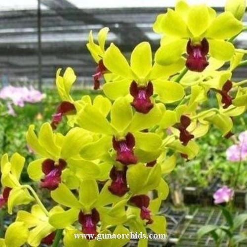 Buy Dendrobium Yellow Red Lip MS Orchid Online | Orchid Plants for Sale ...