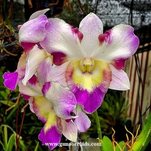 Buy Dendrobium Dragon Eye MS Orchid Online | Orchid Plants for Sale ...