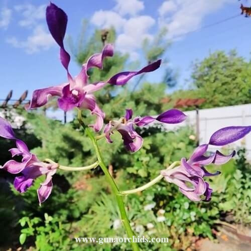 Buy Dendrobium Blue Horn MS Orchid Online | Orchid Plants for Sale ...