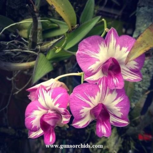Buy Dendrobium Enobi Pink Splash Mini Compactum MS Orchid Online ...