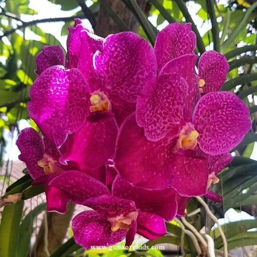 Buy Vanda Orchid Plants Online India | Vanda Orchids for Sale | Guna ...