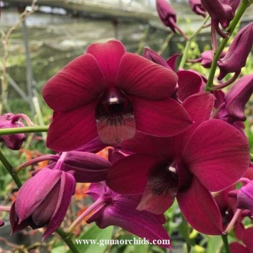 Buy Dendrobium Panama Red MS Orchid Online | Orchid Plants for Sale ...