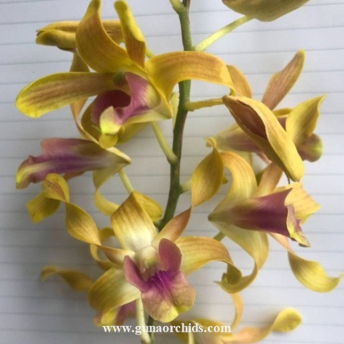 Buy Dendrobium Antelope Minnie Tangerinum x Fire Horn Orchid Online ...