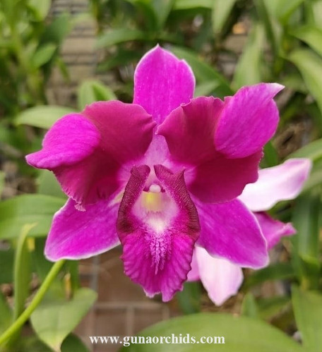 Buy Dendrobium King Dragon Red BS Orchid Online | Orchid Plants for ...