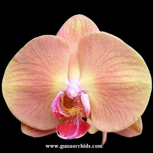 Buy Phalaenopsis Ox Golden Apple BS Orchid Online | Guna Orchids