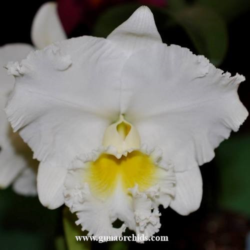 Buy Cattleya Diamond Pearl NBS Orchid Online | Orchid Plants for Sale ...
