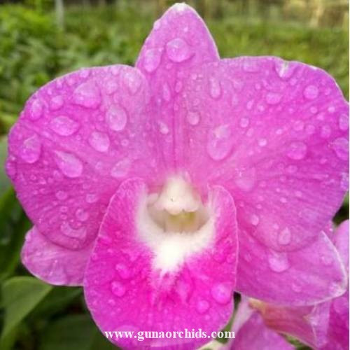 Buy Dendrobium Salaya Pink x Tora Ohashi MS Orchid Online | Orchid ...