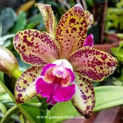 Buy Cattleya Waianae Leopard Orchid Online | Guna Orchids