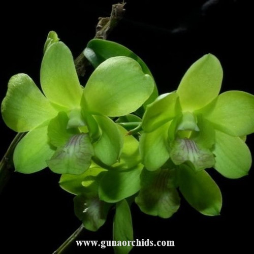 Buy Dendrobium Olive Green MS Orchid Online | Orchid Plants for Sale ...