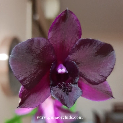 Buy Dendrobium Airy Crimson MS Orchid Online | Orchid Plants for Sale ...
