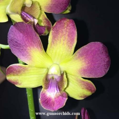 Buy Dendrobium Aridang Pink MS Orchid Online | Orchid Plants for Sale ...