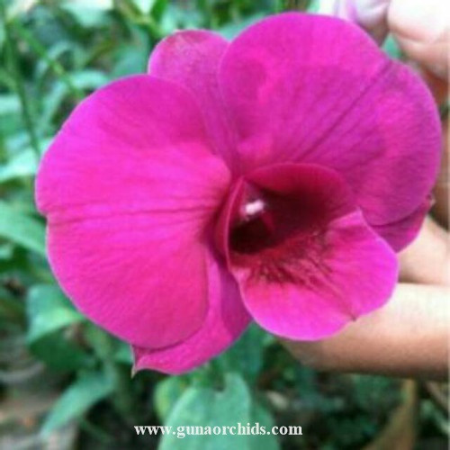 Buy Dendrobium Sakda Beauty MS Orchid Online | Orchid Plants for Sale ...
