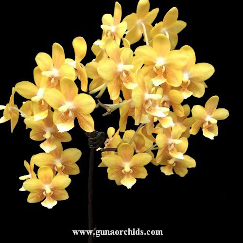 Buy Phalaenopsis Giant Lin Fragrance BS Orchid Online | Orchid Plants ...