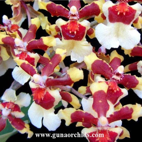 Buy Oncidium Jairak Fragrance 'Pra-Raam' NBS Orchid Online | Orchid ...