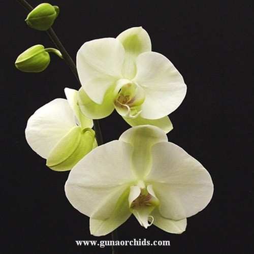 Buy Phalaenopsis Heliodor ''Darwin'' BS Orchid Online | Orchid Plants ...