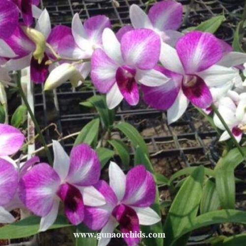 Buy Dendrobium Fuji MS Orchid Online | Orchid Plants for Sale | Guna ...