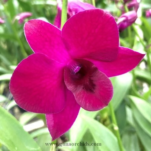 Buy Dendrobium Poper Red MS Orchid Online | Orchid Plants for Sale ...