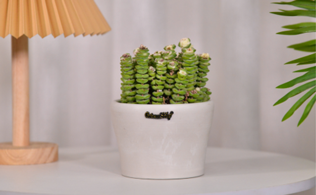 The Ultimate Guide to Selecting Succulent Pots