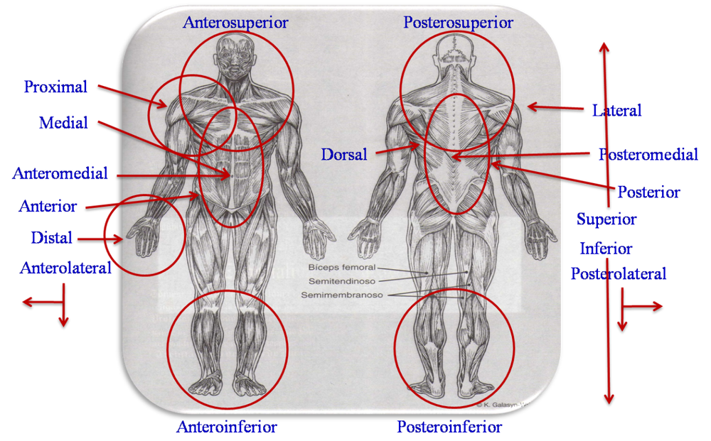 Glosario de terminologia anatomica basica