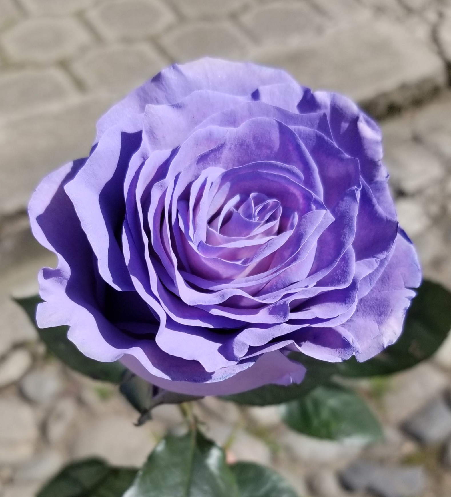 Tinted Roses | Anne Flowers Tinted | Ecuador