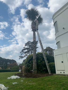 Paradise Palms VA | Palm Tree Services Virginia