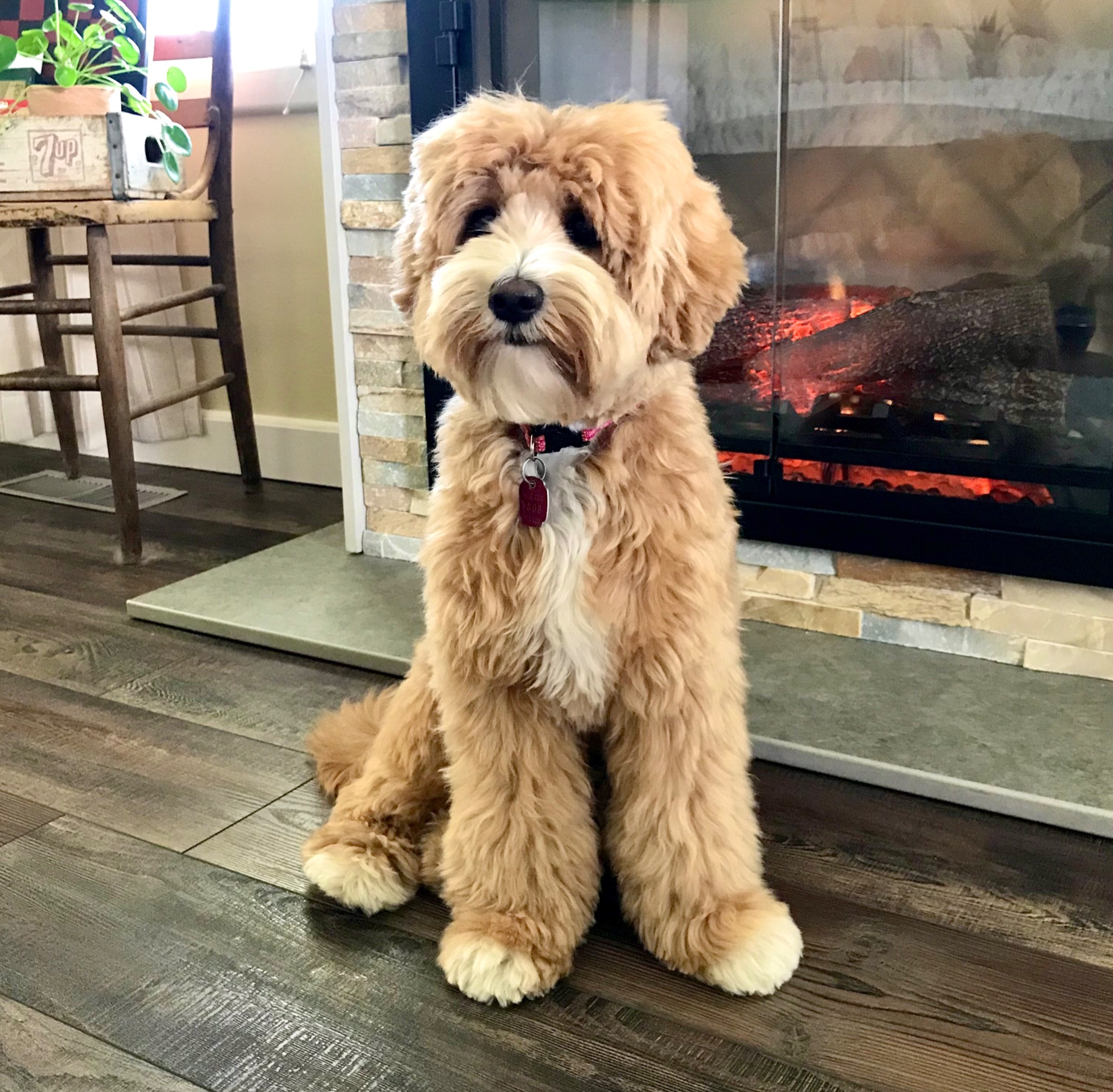 Home | Greystone Australian Labradoodles