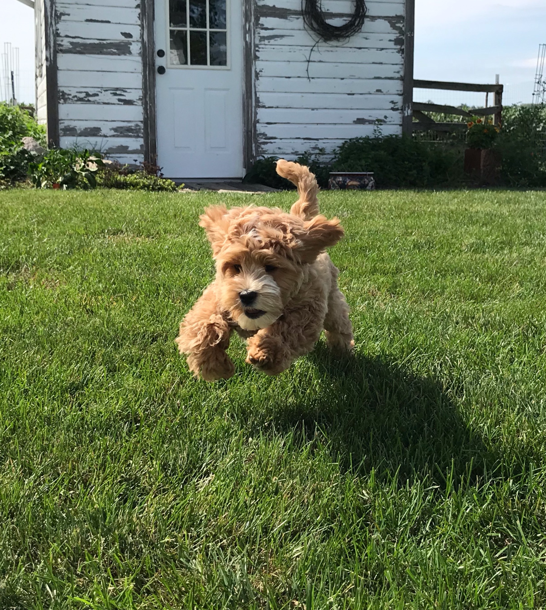 Home | Greystone Australian Labradoodles