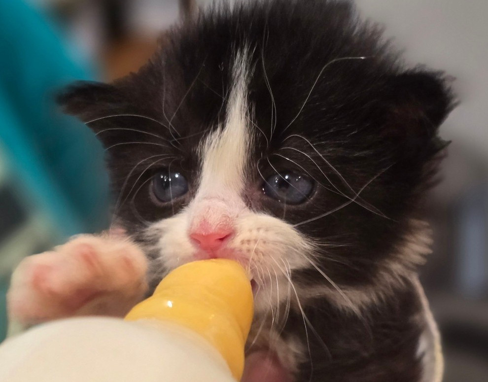 URGENT HELP | SNUGGLE Pet Rescue