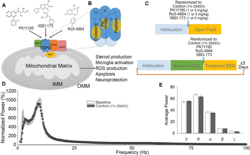 Comparative Assessment of TSPO Modulators on Electroencephalogram ...