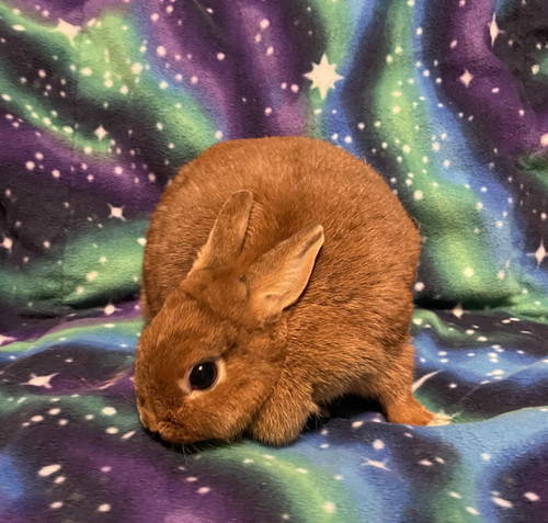 Kaley | sherwoodsrabbitry