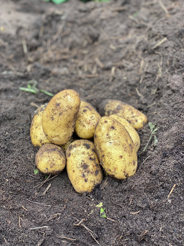 Sėklinės bulvės SOLIST | Bulviu seklos