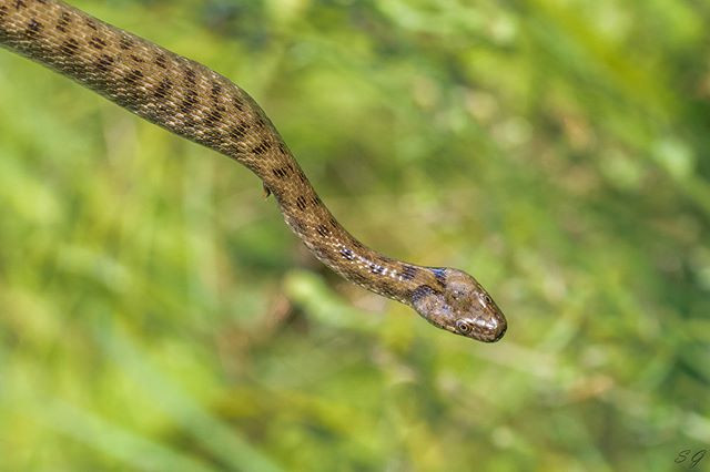 simonagrigorescufoto | Viata salbatica/Animale/Natura